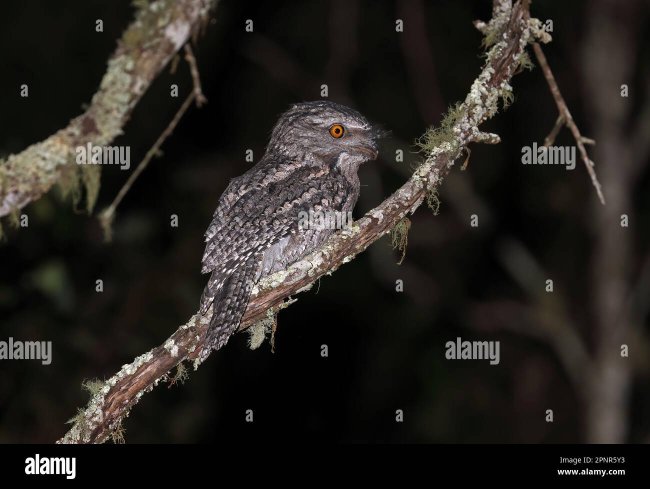 Tawny Frogmouth (Podargus strigoides strigoides) adult perched on ...