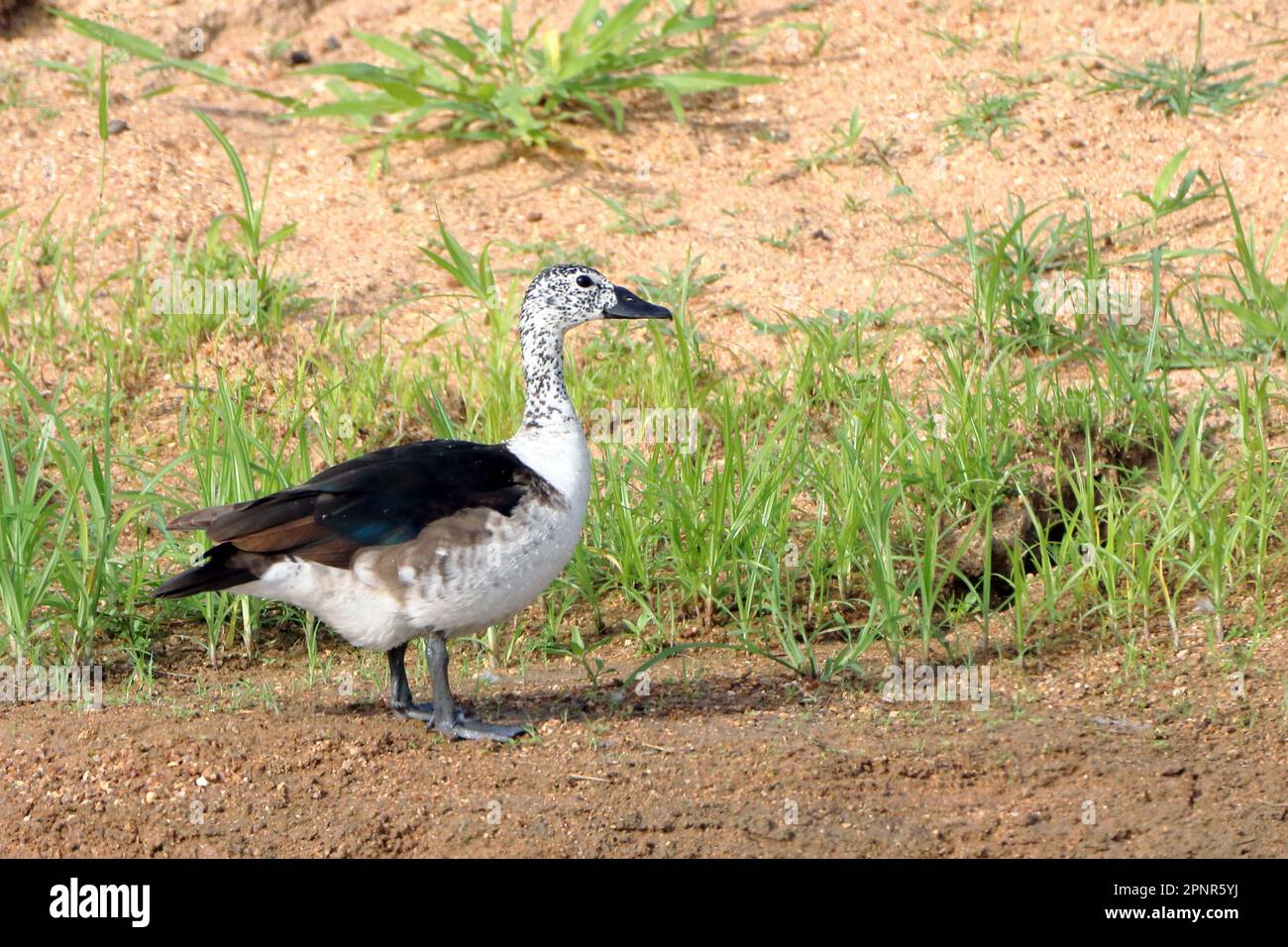 female Comb Duck (Sarkidiornis sylvicola) perched on land at edge of ...