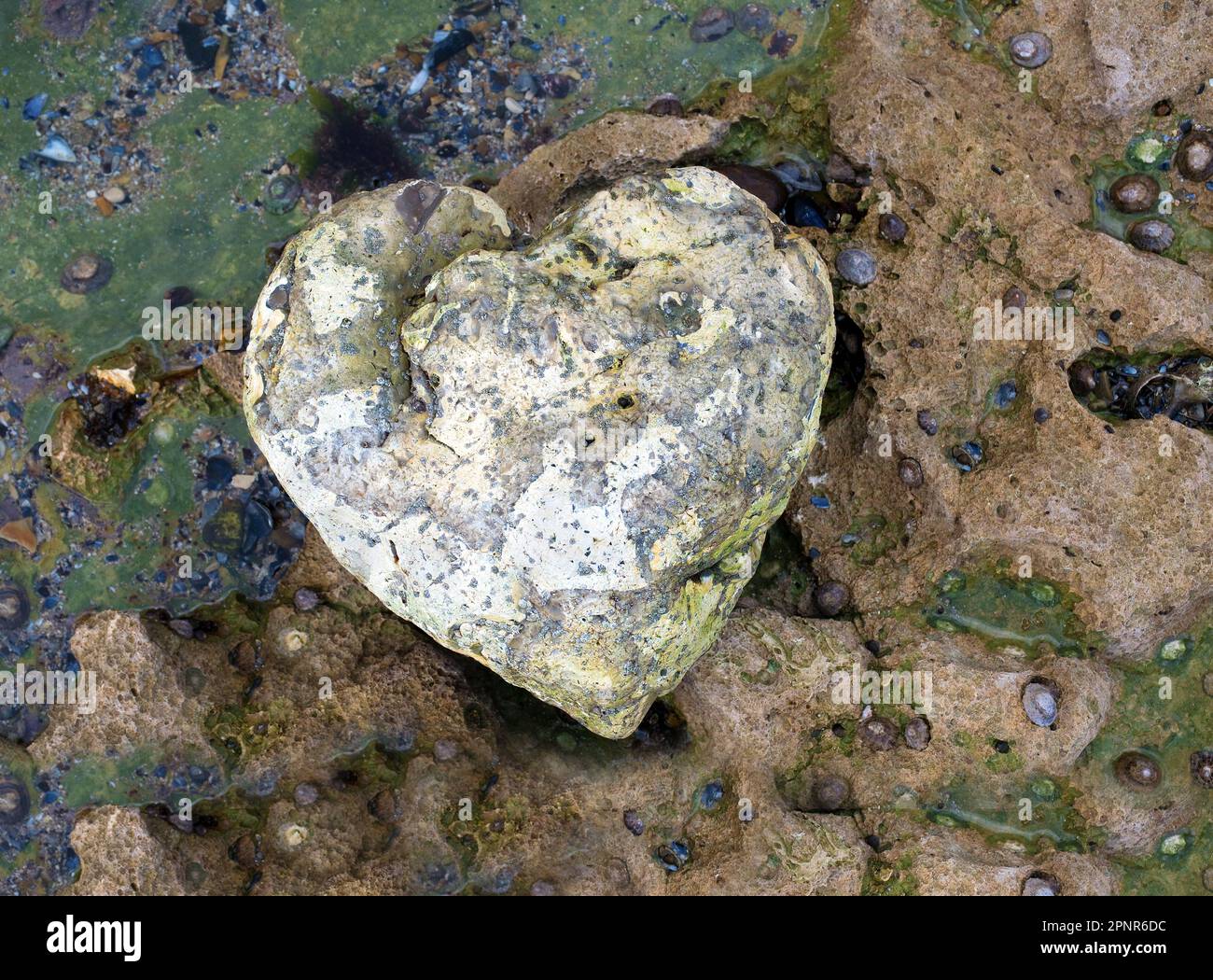 Heart-shaped stone at low tide on Yport beach Stock Photo - Alamy