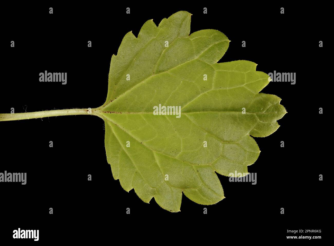 Rounded leaf base hi-res stock photography and images - Alamy