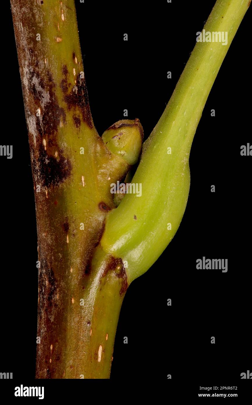 Walnut (Juglans regia). Axillary Bud Closeup Stock Photo - Alamy