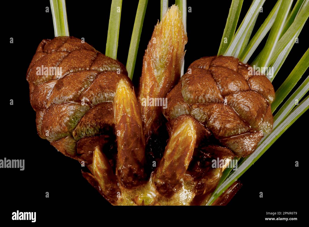 Immature seed hi-res stock photography and images - Alamy