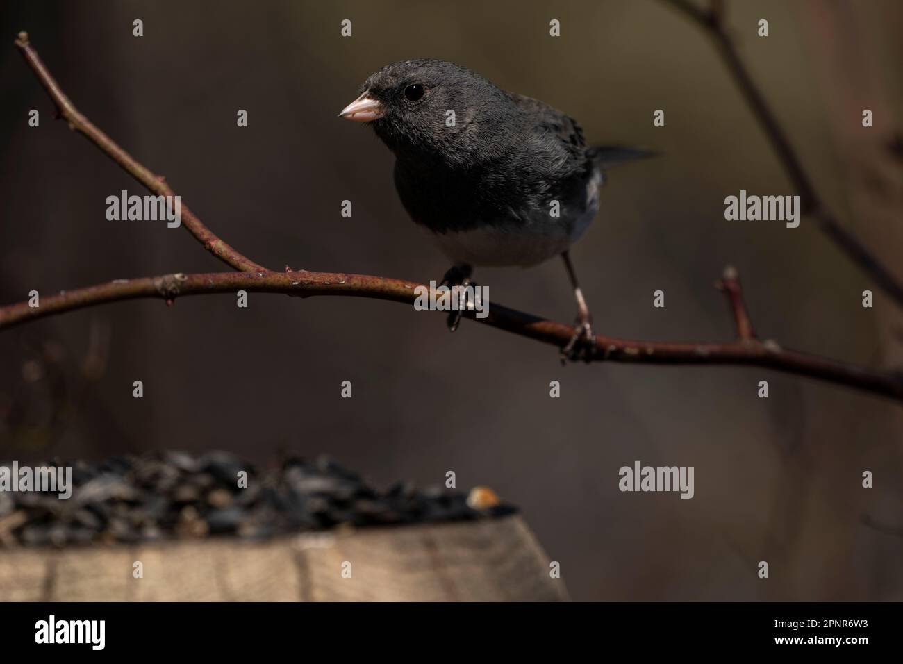 A Dark-eyed Junco foraging for food. Junco hyemalis Stock Photo - Alamy