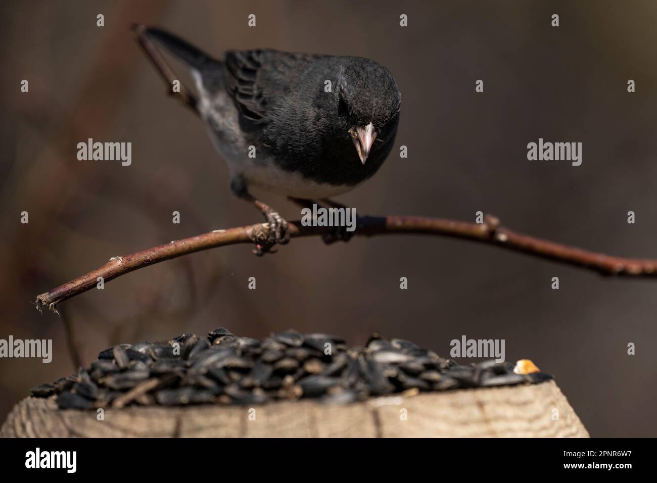 A Dark-eyed Junco foraging for food. Junco hyemalis Stock Photo - Alamy