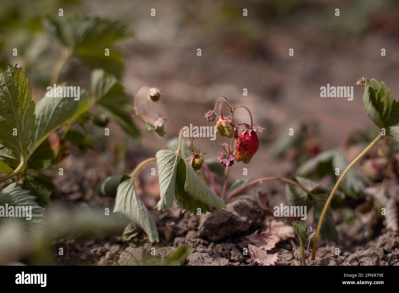 Dry plants from drought in the garden. The dried bushes of a ...