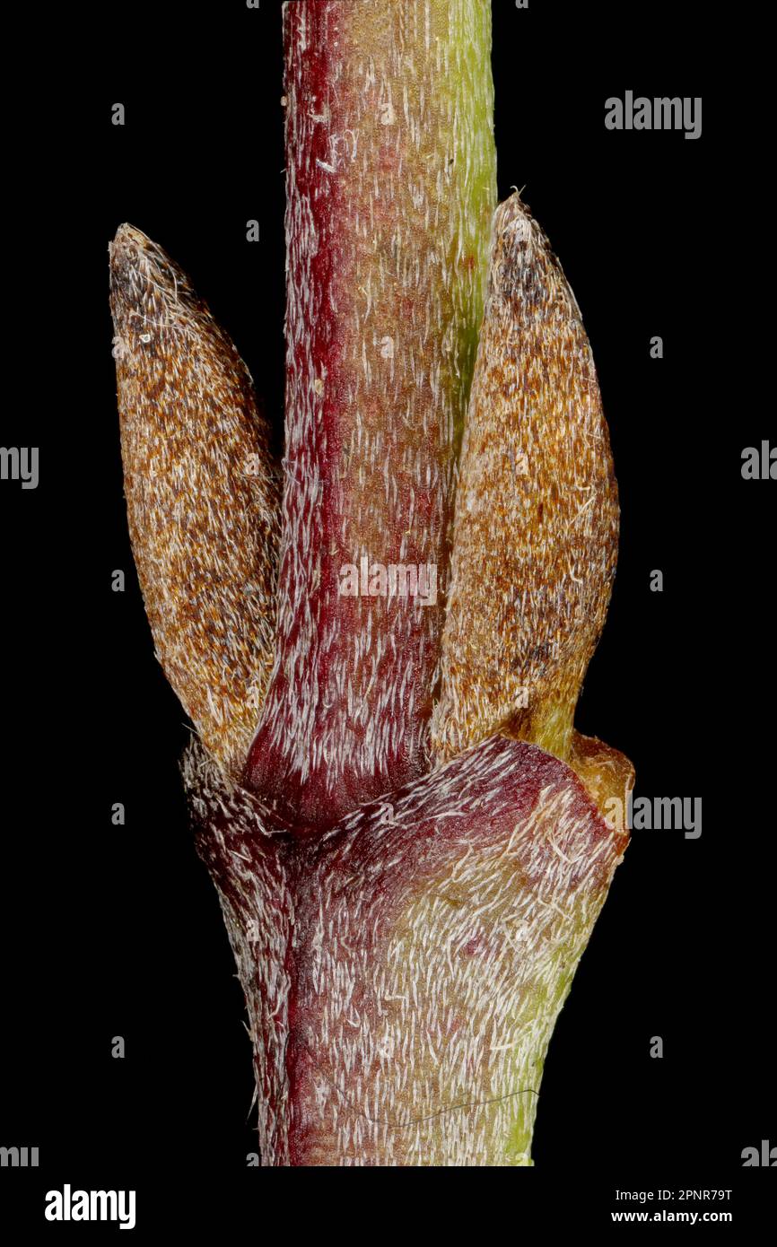 Cornelian Cherry (Cornus mas). Lateral Leaf Buds Closeup Stock Photo ...