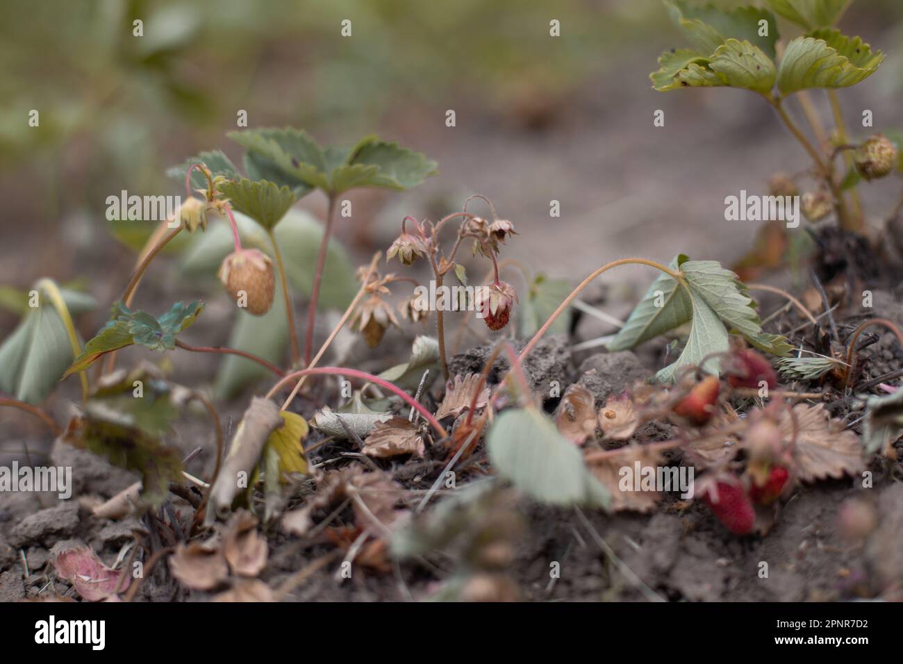 Dry plants from drought in the garden. The dried bushes of a ...