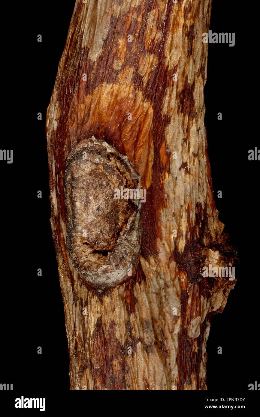 Side shoot hi-res stock photography and images - Alamy