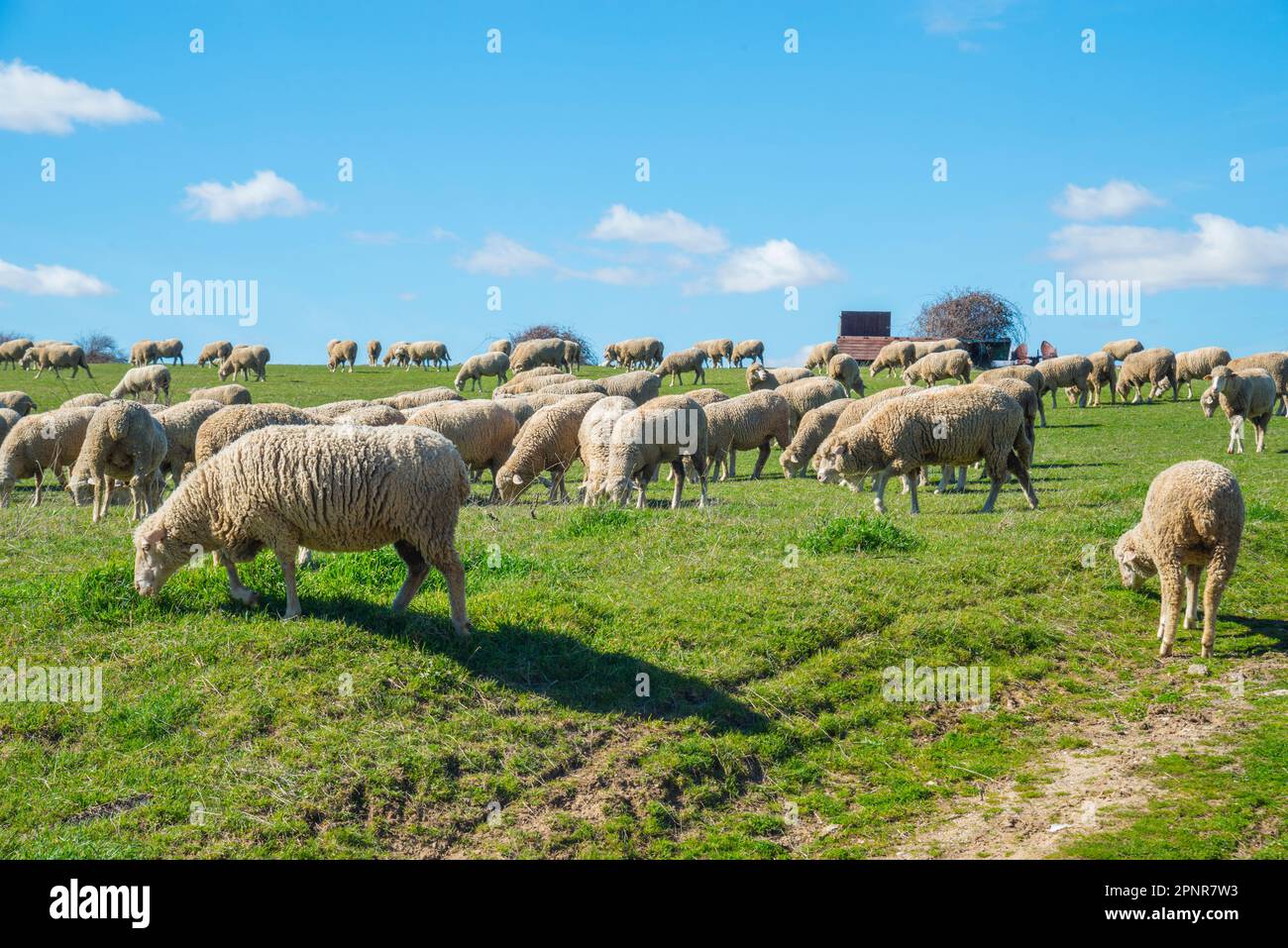 Paisajes de ovejas hi-res stock photography and images - Alamy