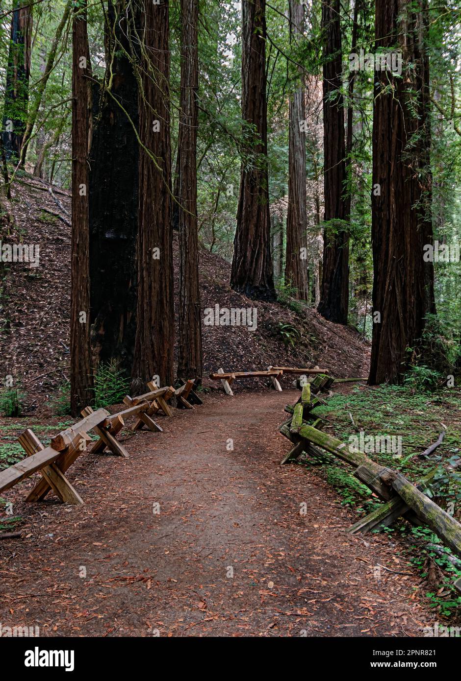 A trail is lined with barriers to prevent erosion and sil compaction ...