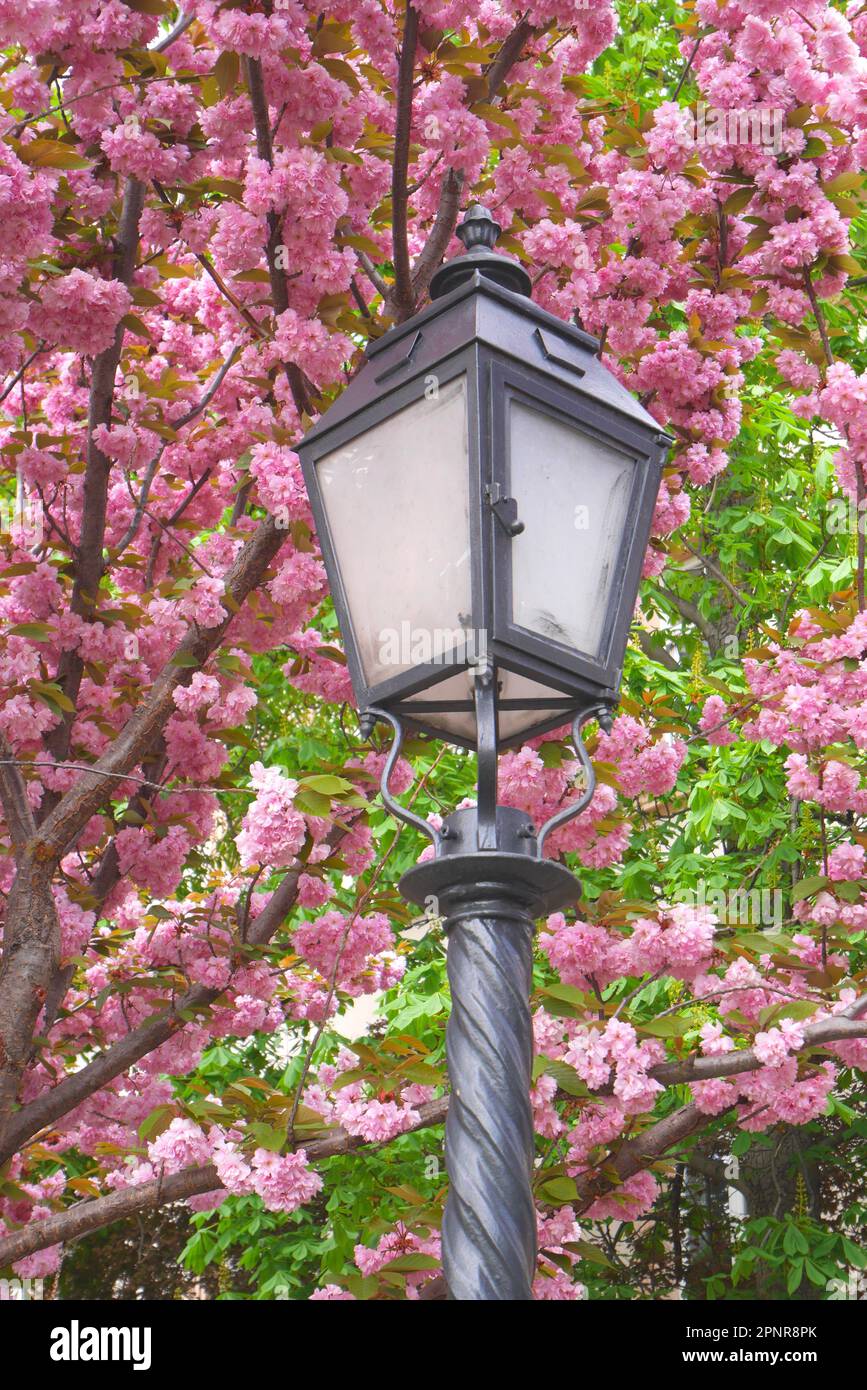 Ornamental Japanese cherry blossom, prunus serrulata, and a street lamp ...
