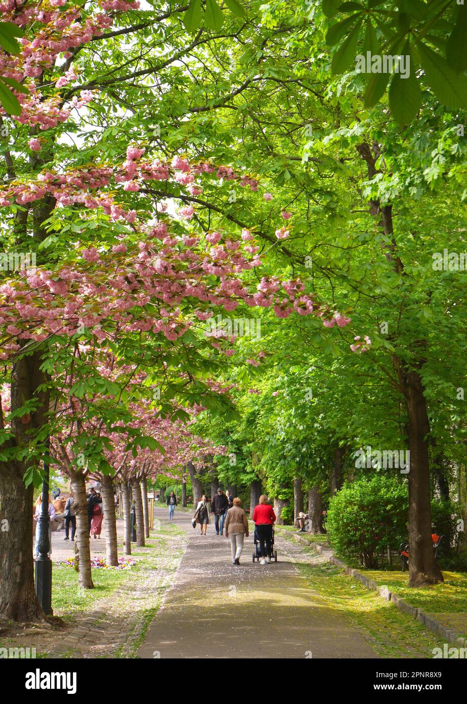 OrnamentalJapanese cherry blossom, prunus serrulata, on Toth Arpad ...