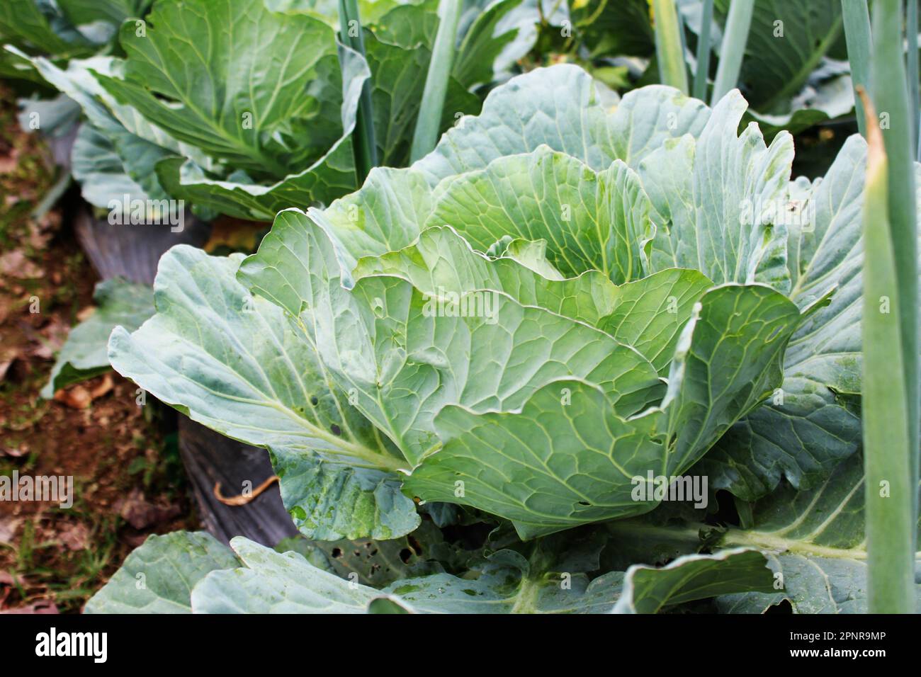 Closeup of young cabbage plant with fresh vegetable leaves, organic ...