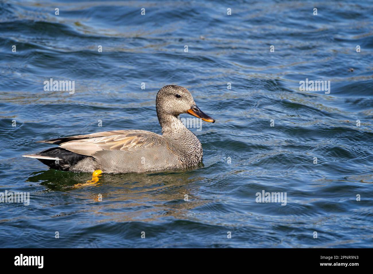 Close up side view of a male Gadwall duck on lake surface Stock Photo ...