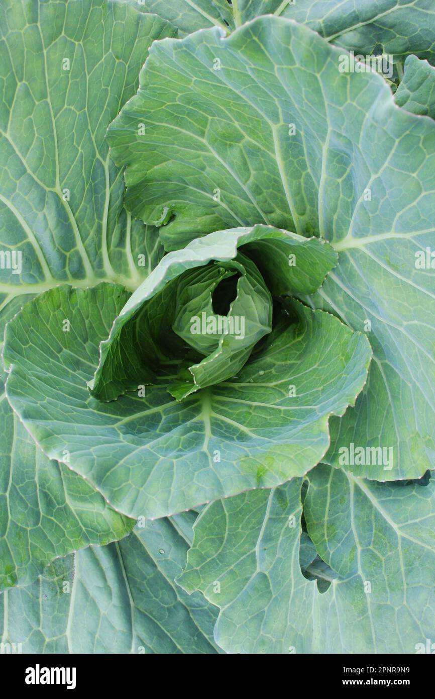 Closeup of a green cabbage head growing as a fresh vegetable crop Stock ...