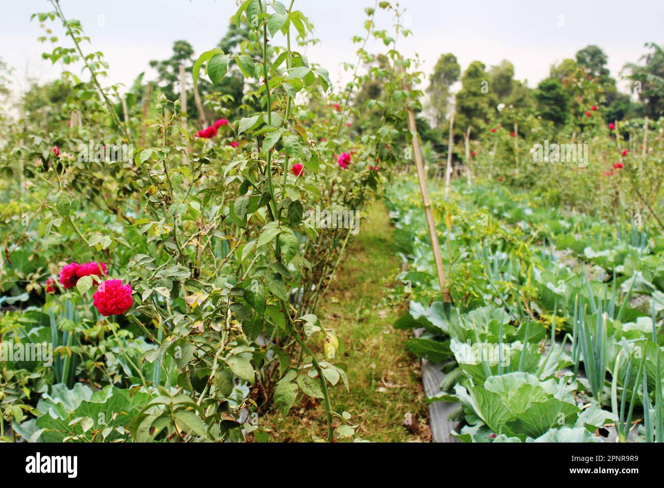 Diversification of rose plantation crop, cabbage and spring onion ...