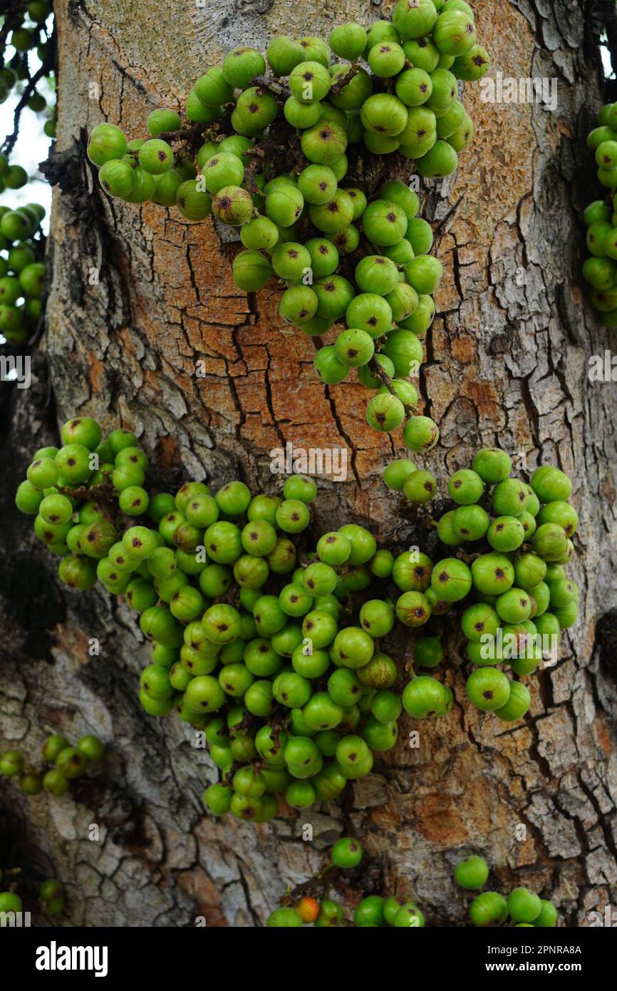 Cluster of Ficus racemosa or fig or Indian fig fruit on tree in Jakarta ...