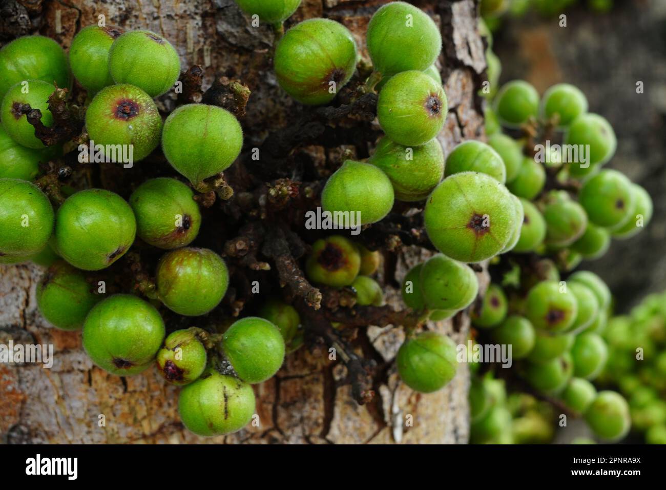 Cluster of Ficus racemosa or fig or Indian fig fruit on tree in Jakarta ...