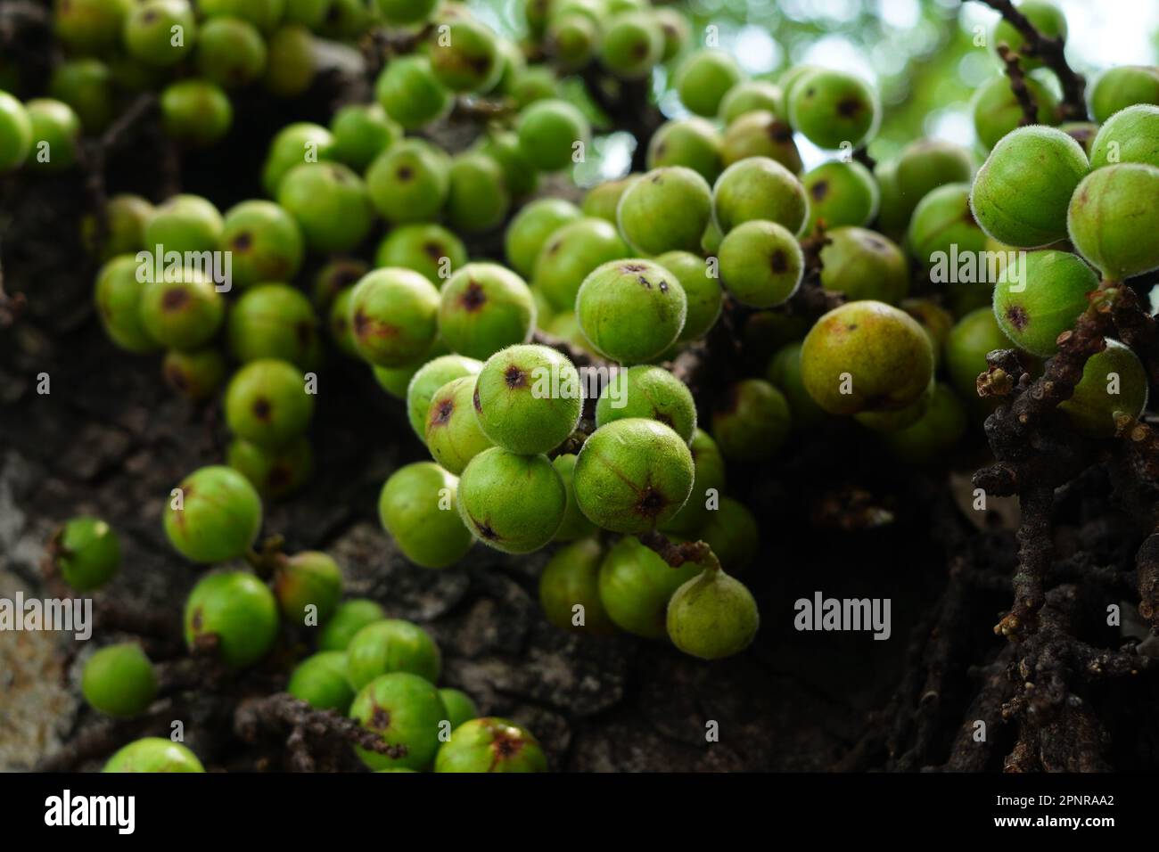 Cluster of Ficus racemosa or fig or Indian fig fruit on tree in Jakarta ...