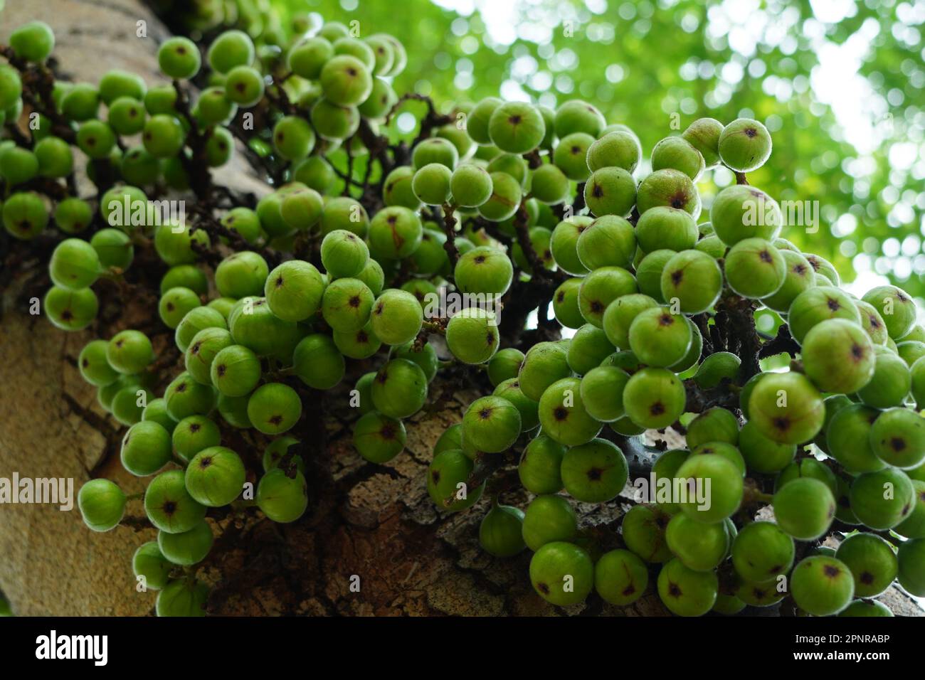 Cluster of Ficus racemosa or fig or Indian fig fruit on tree in Jakarta ...