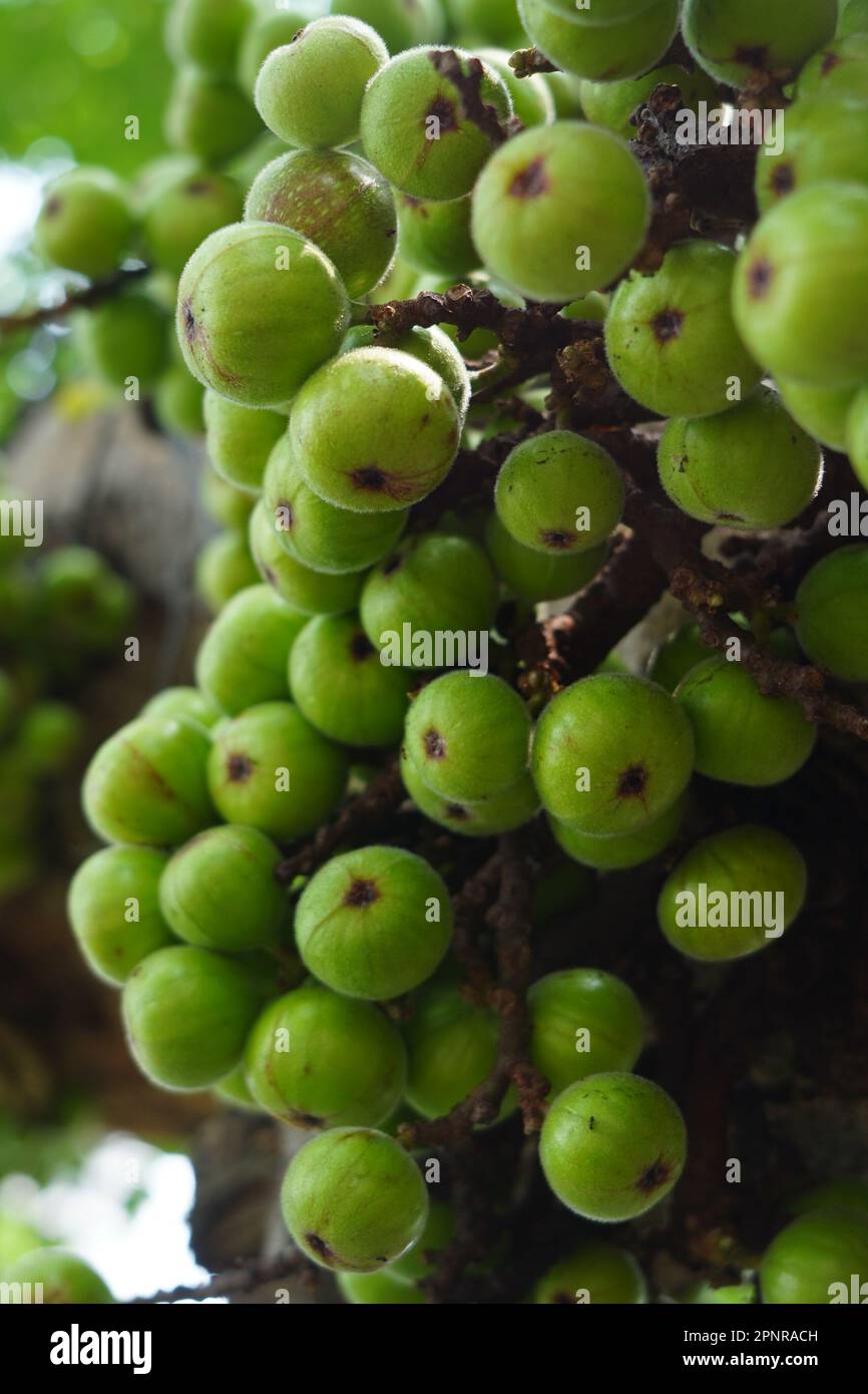 Cluster of Ficus racemosa or fig or Indian fig fruit on tree in Jakarta ...