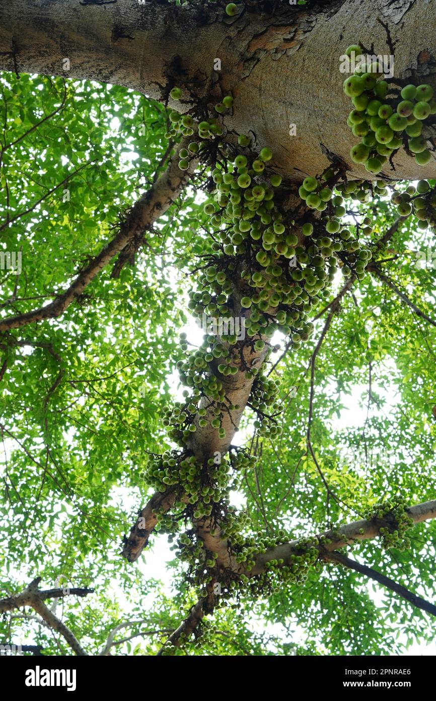 Cluster of Ficus racemosa or fig or Indian fig fruit on tree in Jakarta ...