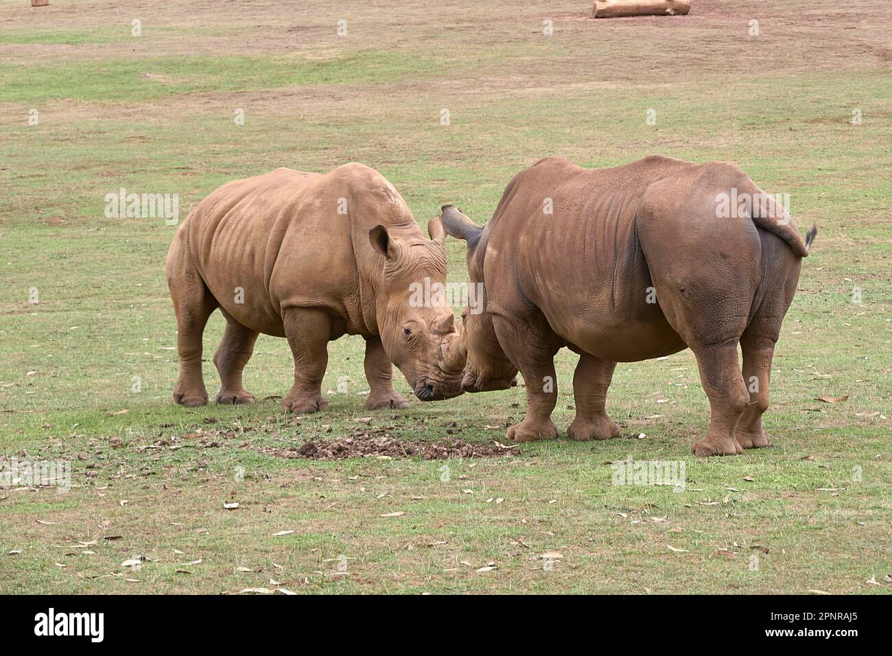 Two rhinoceroses facing each other head to head. Grass, horn detail ...