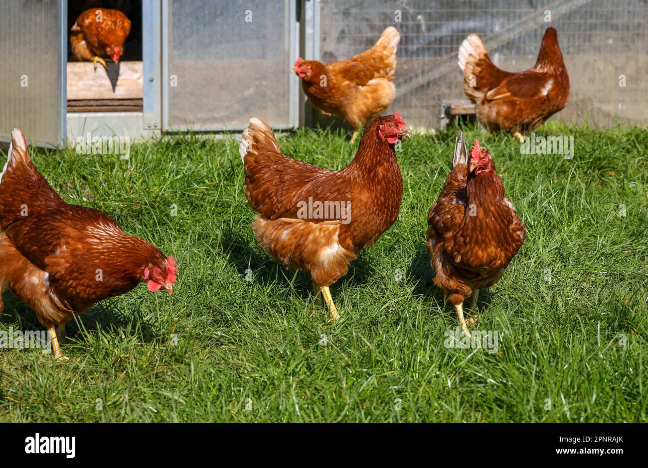 Broiler chicken house hi-res stock photography and images - Alamy