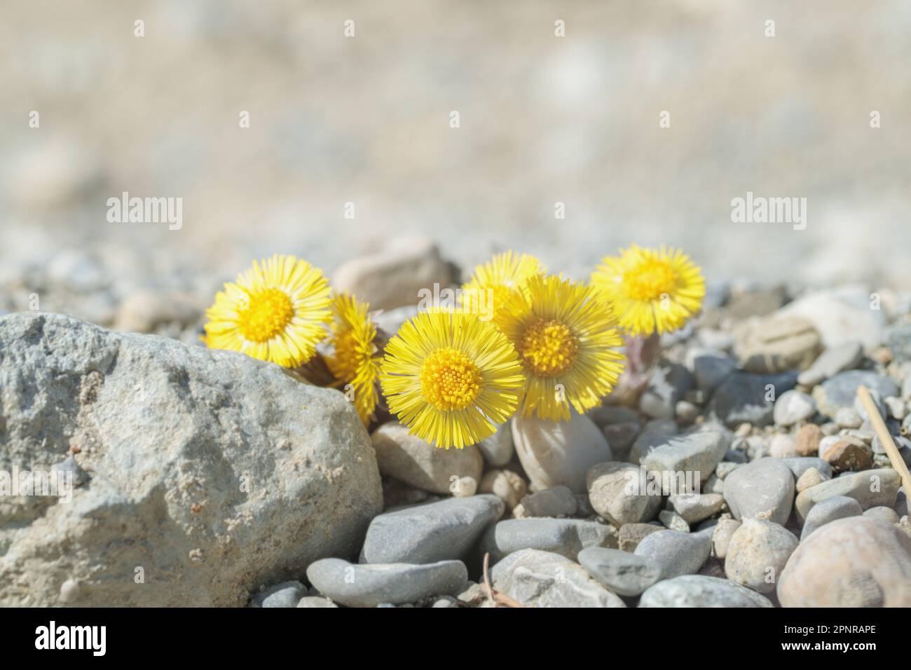 Yellow coltsfoot blossoms (Tussilago farfara) on stony ground Stock ...