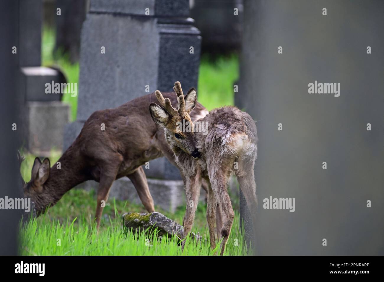 Vienna, Austria. Wildlife in Vienna-Vienna Central Cemetery. Roe deer ...