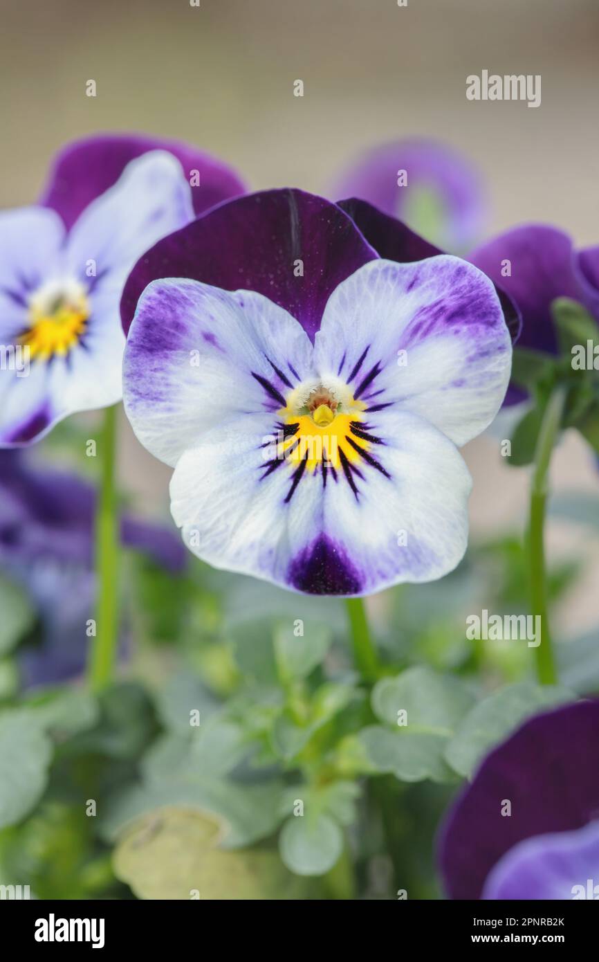 Closeup of a pansy blossom in dark purple and light lavender color ...