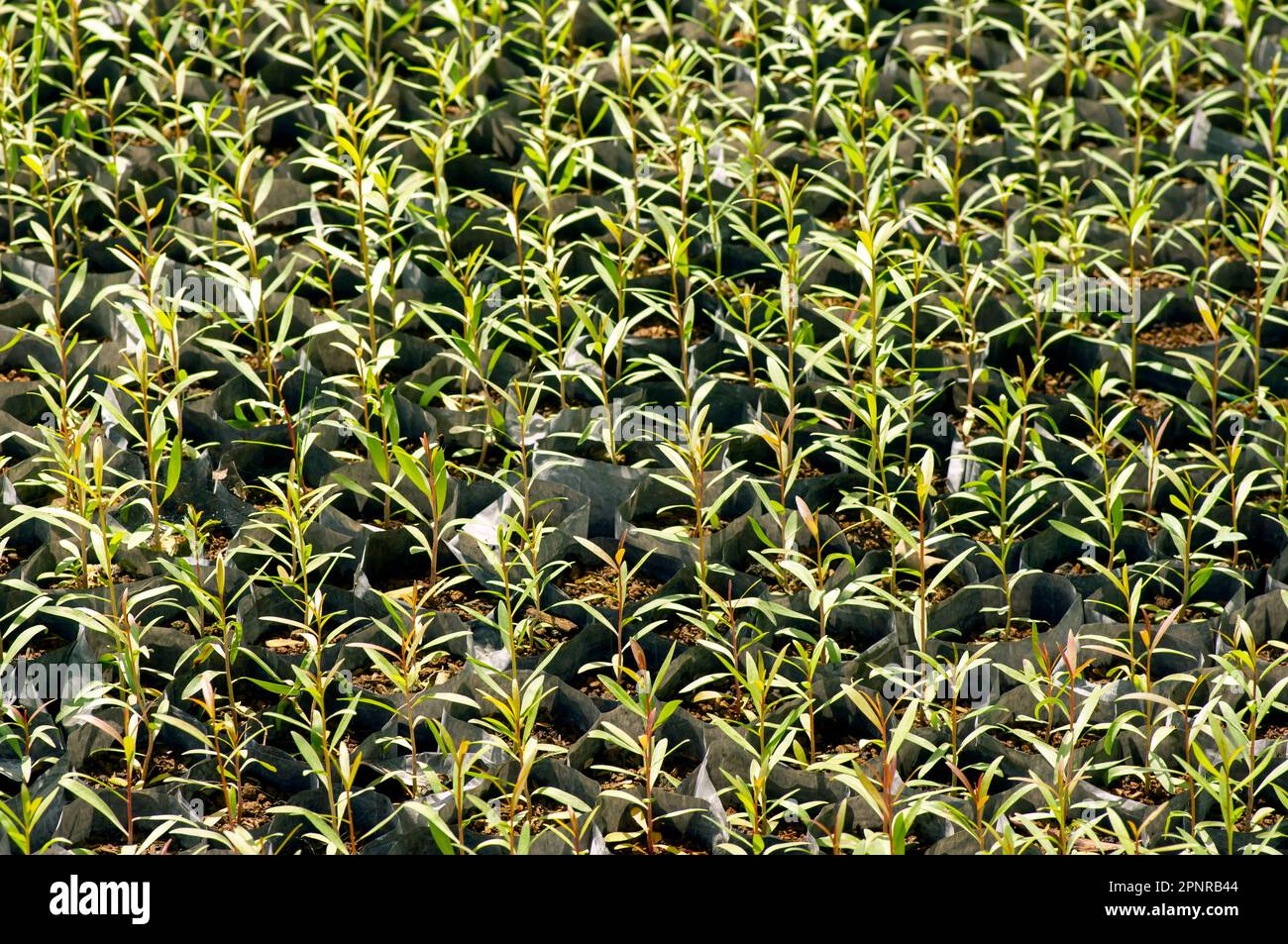 Cajuput (Melaleuca cajuputi) seedlings in the nursery, selected focus ...