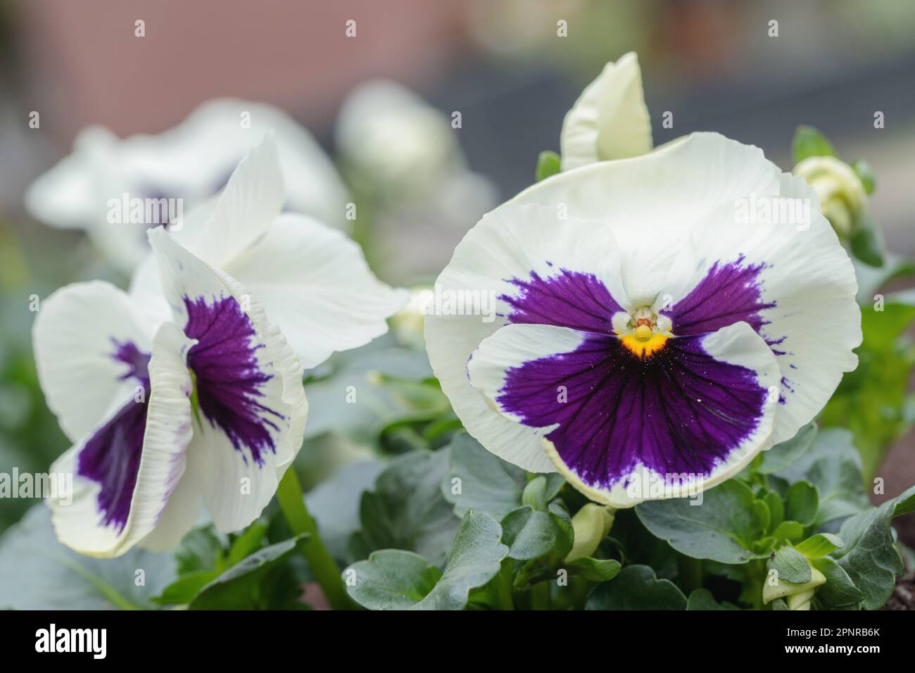 White pansy with dark purple center Stock Photo - Alamy