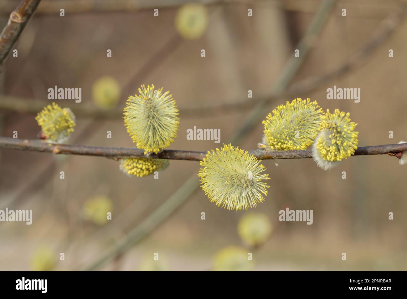 Willow twig with male catkins Stock Photo - Alamy