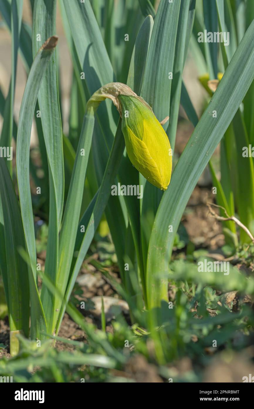 Developing yellow daffodil bud Stock Photo - Alamy