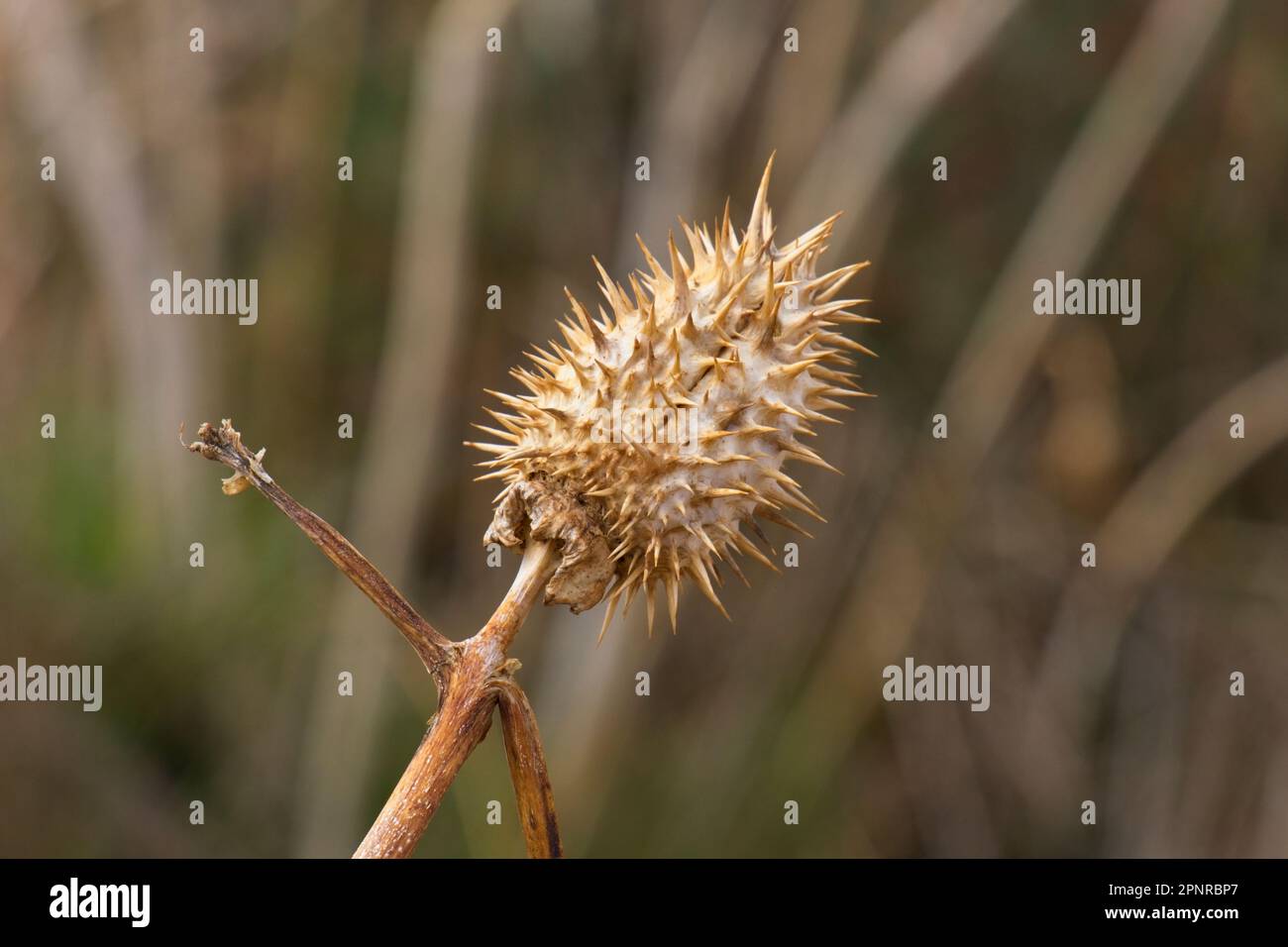 Downy Thorn Apple , Datura stramonium (Solanaceae) dried out Stock ...