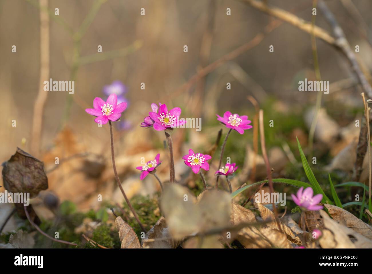 Group of pink liverwort flowers (Hepatica triloba Stock Photo - Alamy