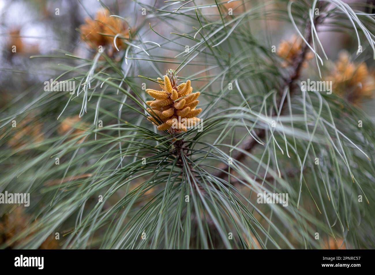 Blooming pine tree branch in sun light. Green Pine branches with yellow ...