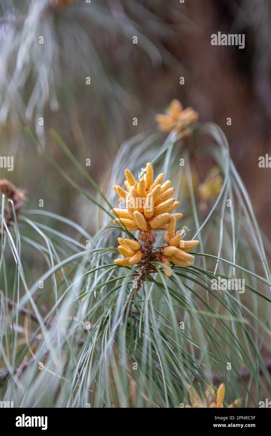 Male pine tree flower pine hi-res stock photography and images - Alamy