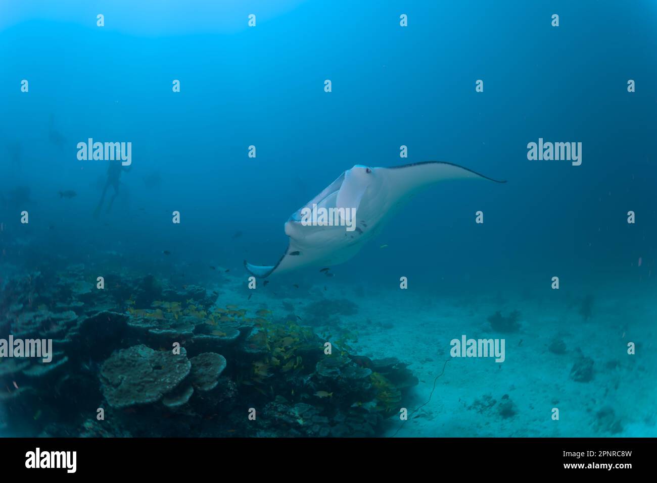 Scuba diving wildlife hi-res stock photography and images - Alamy