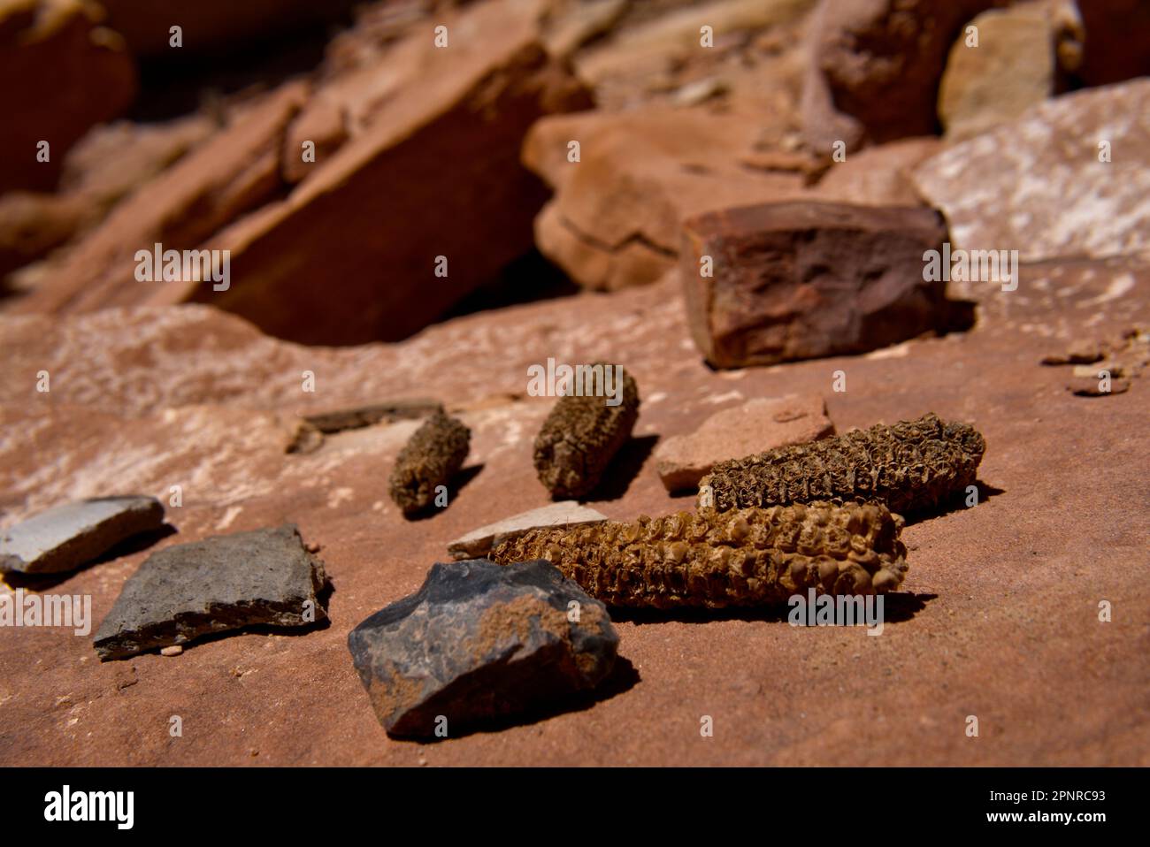 Remnants of an ancient civilization: corncobs, obsidian flakes and ...