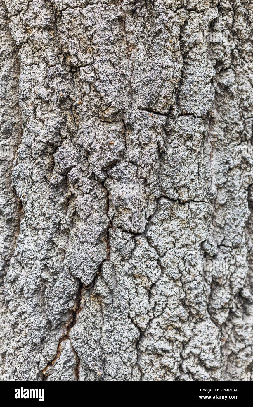 old wood tree bark texture with green moss Stock Photo - Alamy