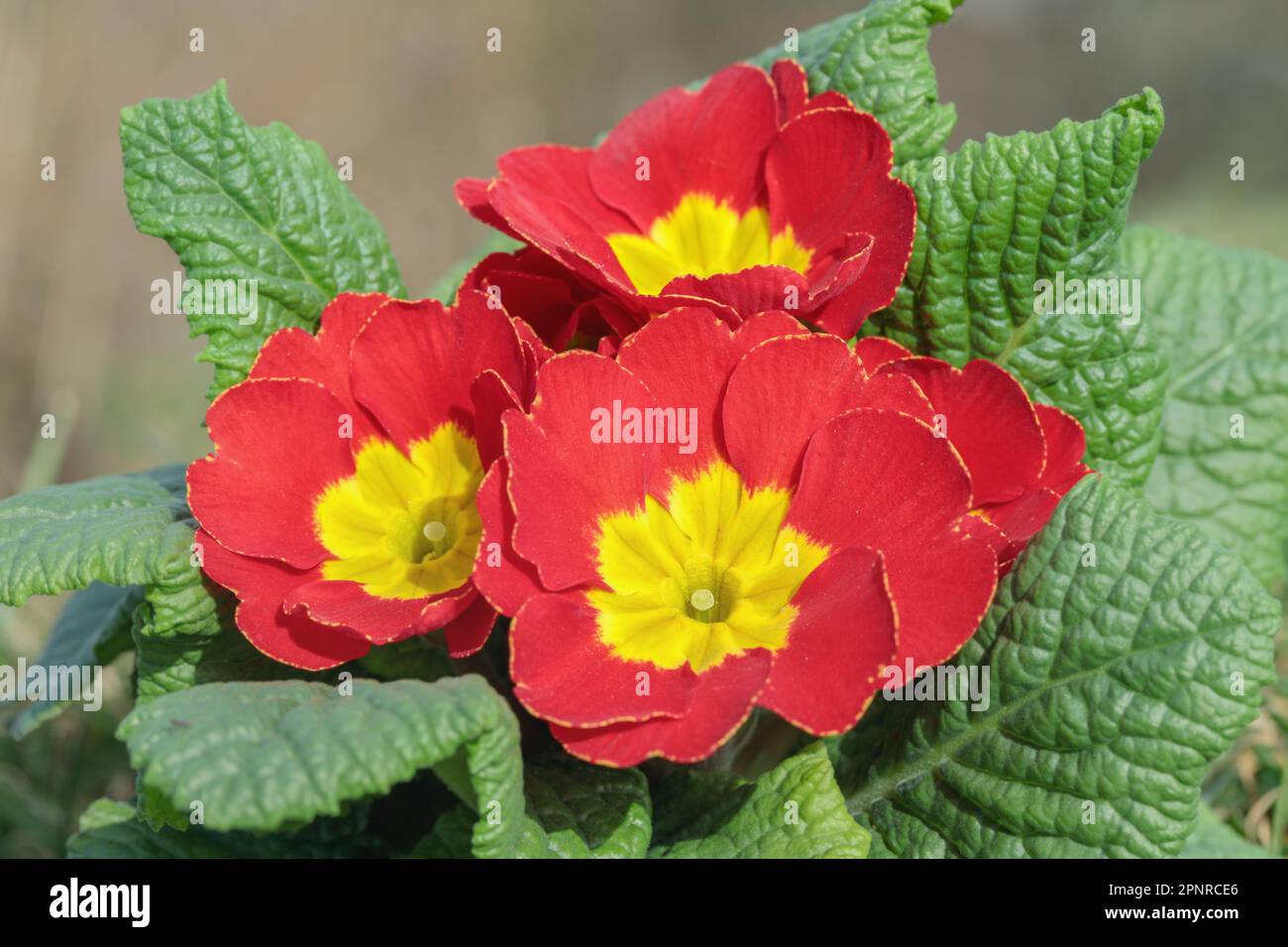 Red and yellow primrose hi-res stock photography and images - Alamy
