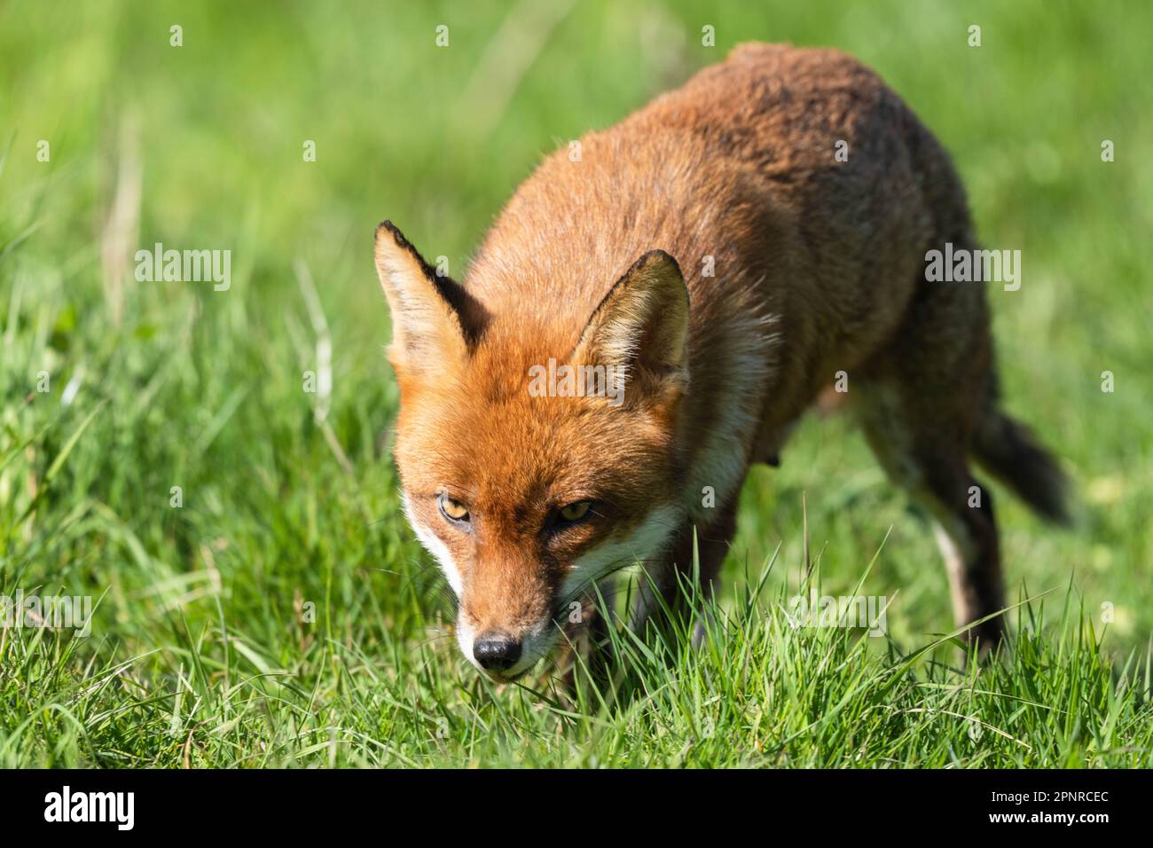 Wildfox hi-res stock photography and images - Alamy