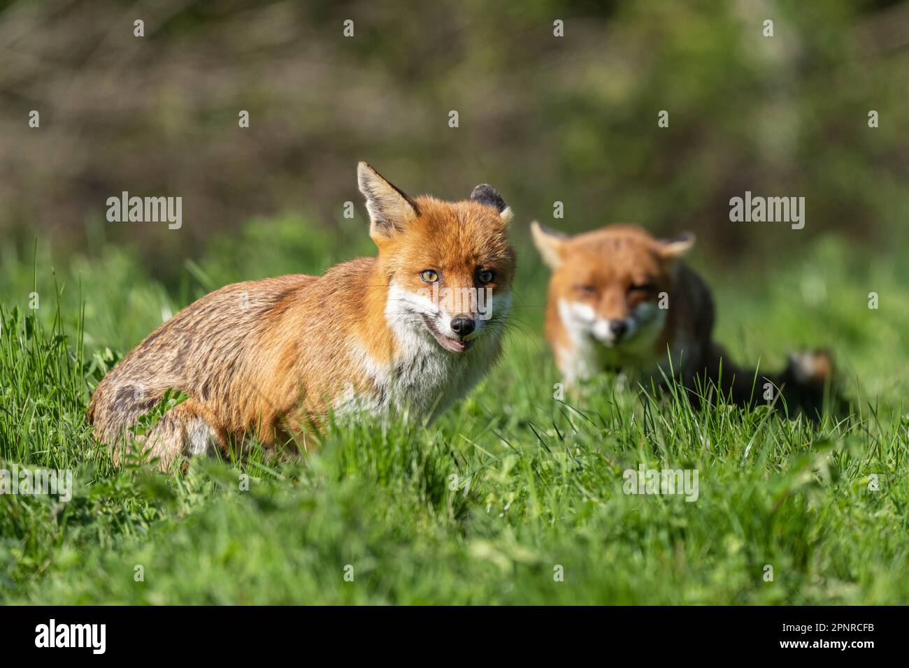 Red foxes vulpes outside hi-res stock photography and images - Alamy