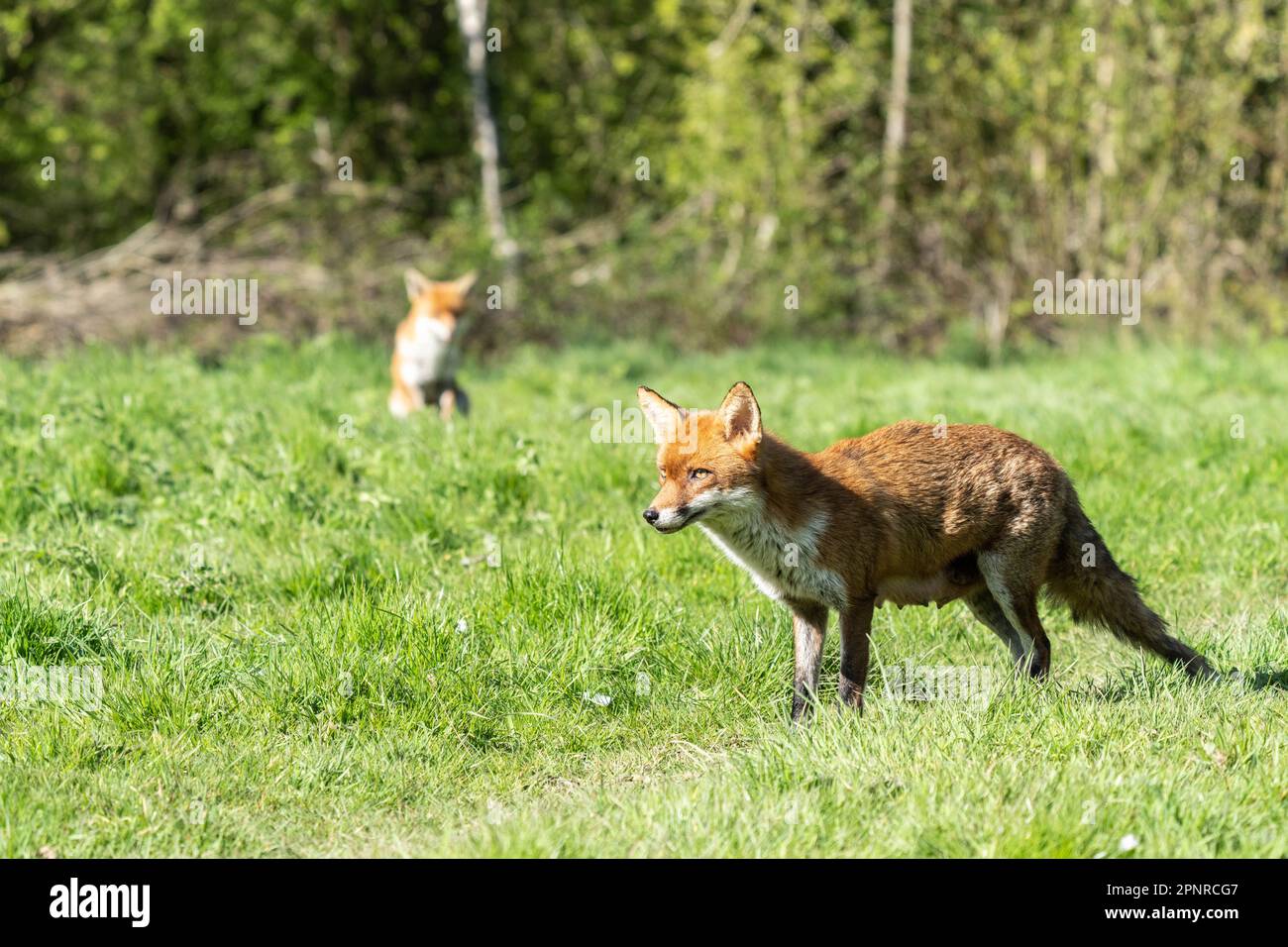 Two foxes vulpes vulpes in England Stock Photo - Alamy