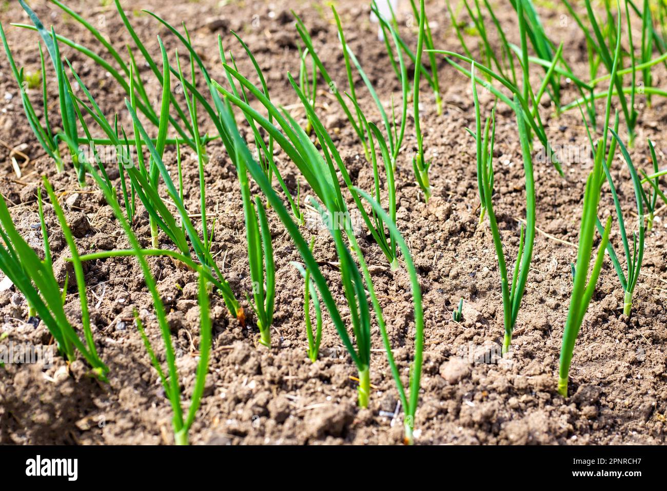 green onion feathers grown from onion sets in a garden bed. Delicious ...
