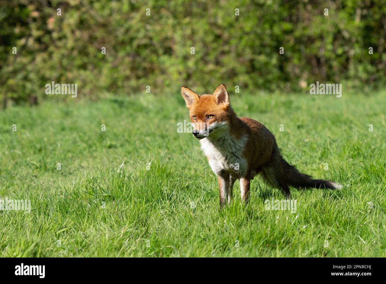 Wildfox hi-res stock photography and images - Alamy