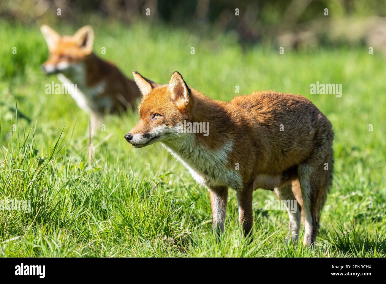 Two foxes vulpes vulpes in England Stock Photo - Alamy