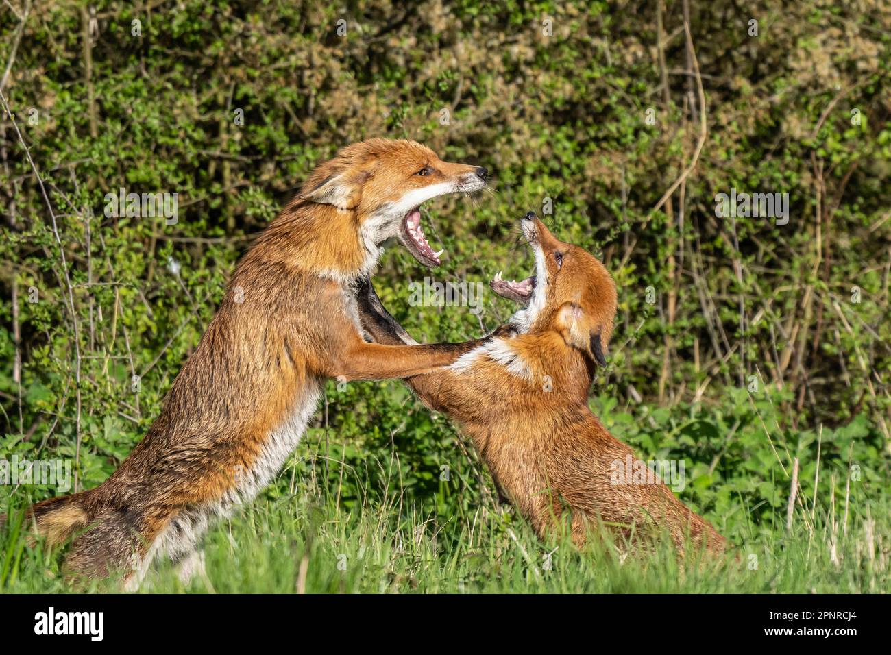 Two foxes vulpes vulpes in England Stock Photo - Alamy